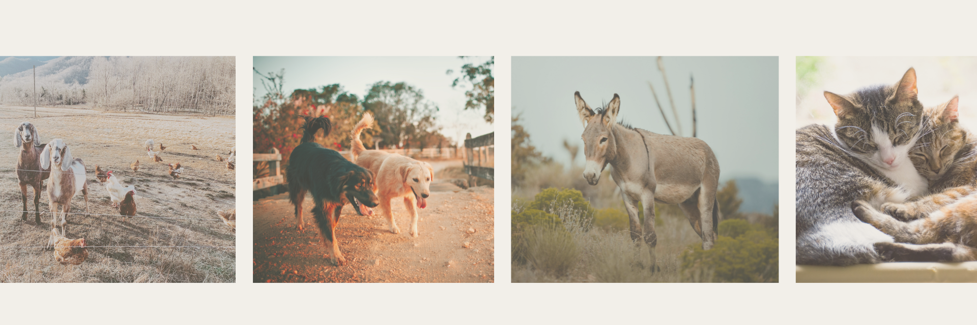 Keeping of Animals Policy for our City | Let's Chat Shellharbour