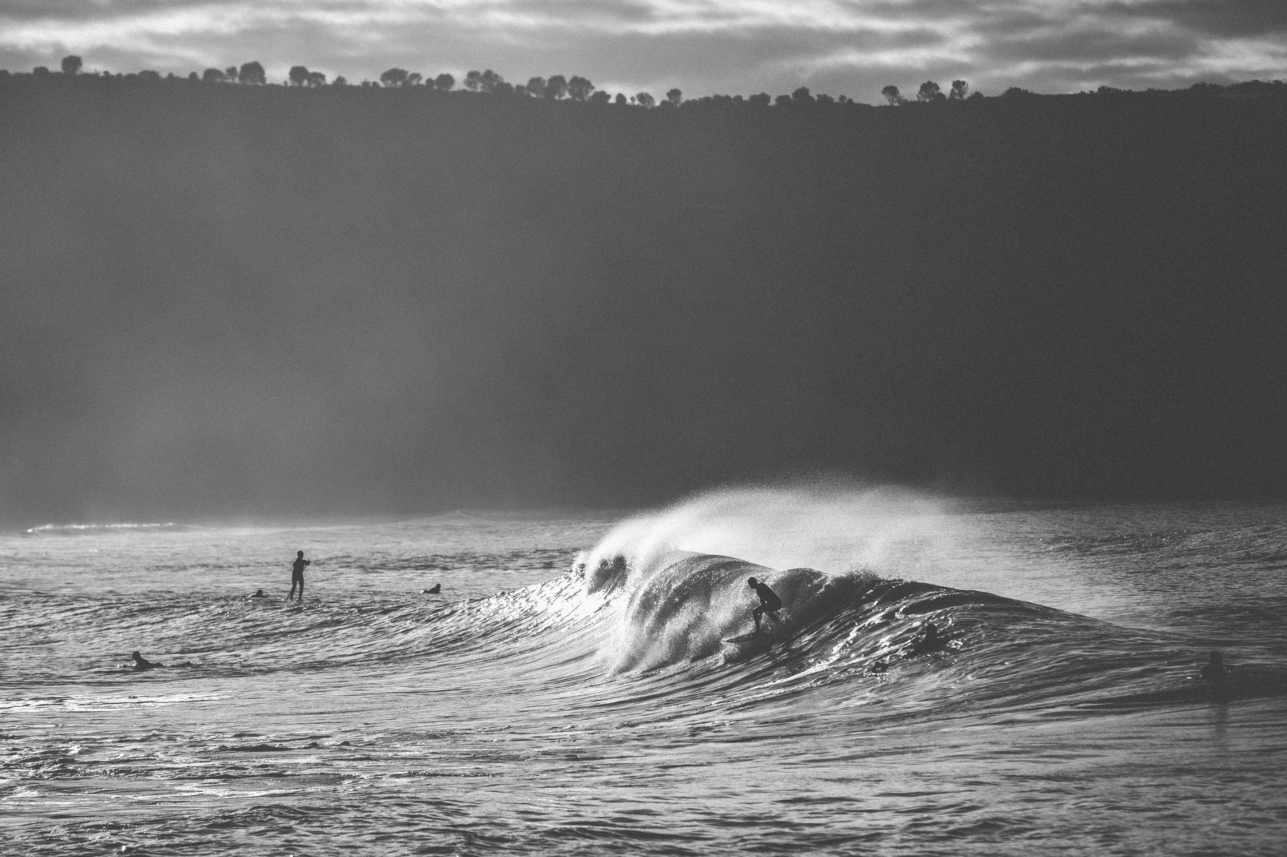 Planning for Bass Point Conservation Management | Let's Chat Shellharbour